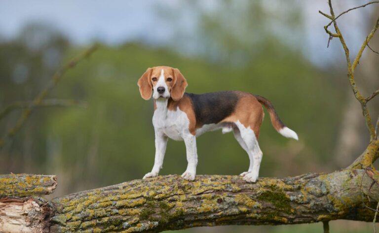 5 Tips On How To Train A Beagle Dog - Smart Dog Learning