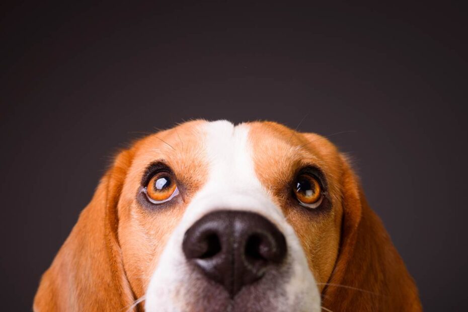 5 Tips On How To Train A Beagle Dog - Smart Dog Learning