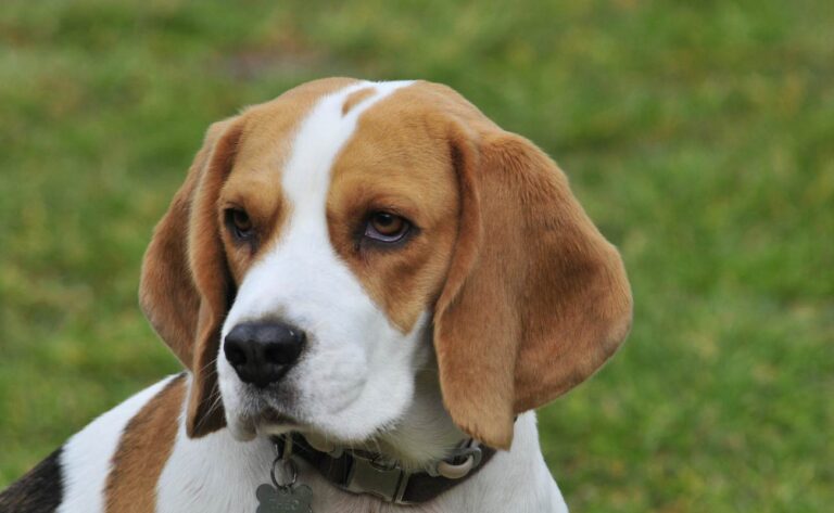 5 Tips On How To Train A Beagle Dog - Smart Dog Learning