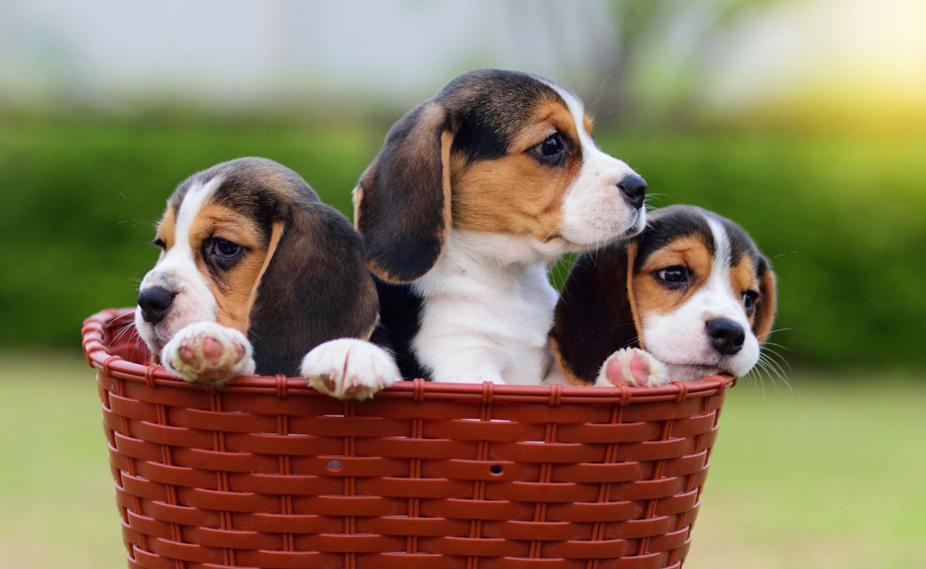 7 Things You Shouldn't Do With Your Beagle - Smart Dog Learning