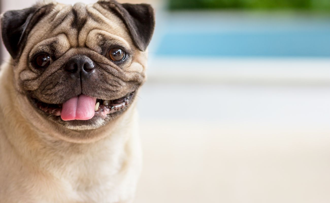 12 Training Tips for Pug Owners - Smart Dog Learning