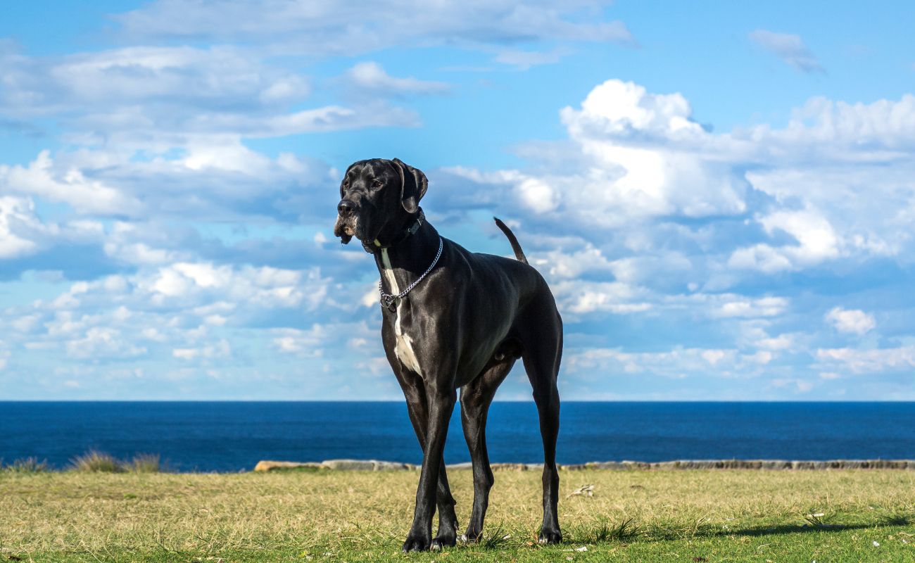 12 Training Tips for Great Dane Owners: Nurturing Your Gentle Giant ...