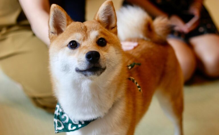 10 Effective Training Tips for Shiba Inu Owners - Smart Dog Learning