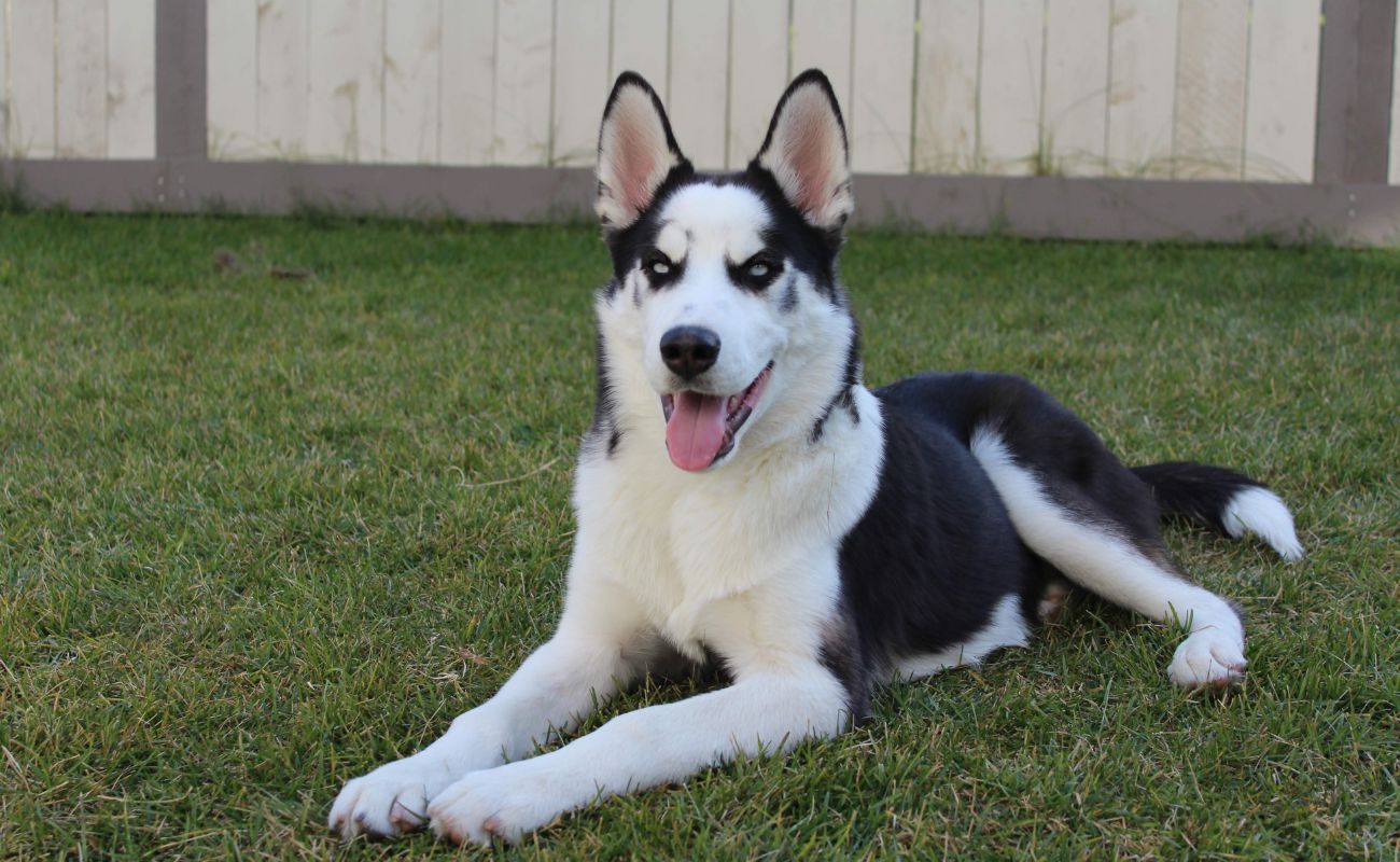 10 Essential Training Tips for Husky Owners: Mastering Your Energetic ...