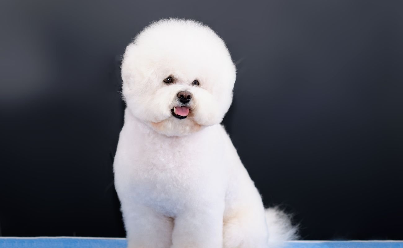11 Training Tips for Bichon Frise Owners - Smart Dog Learning
