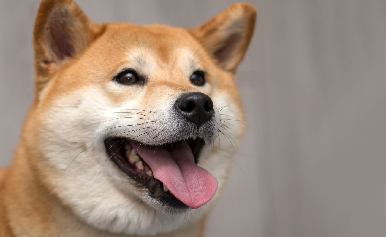 10 Effective Training Tips for Shiba Inu Owners - Smart Dog Learning