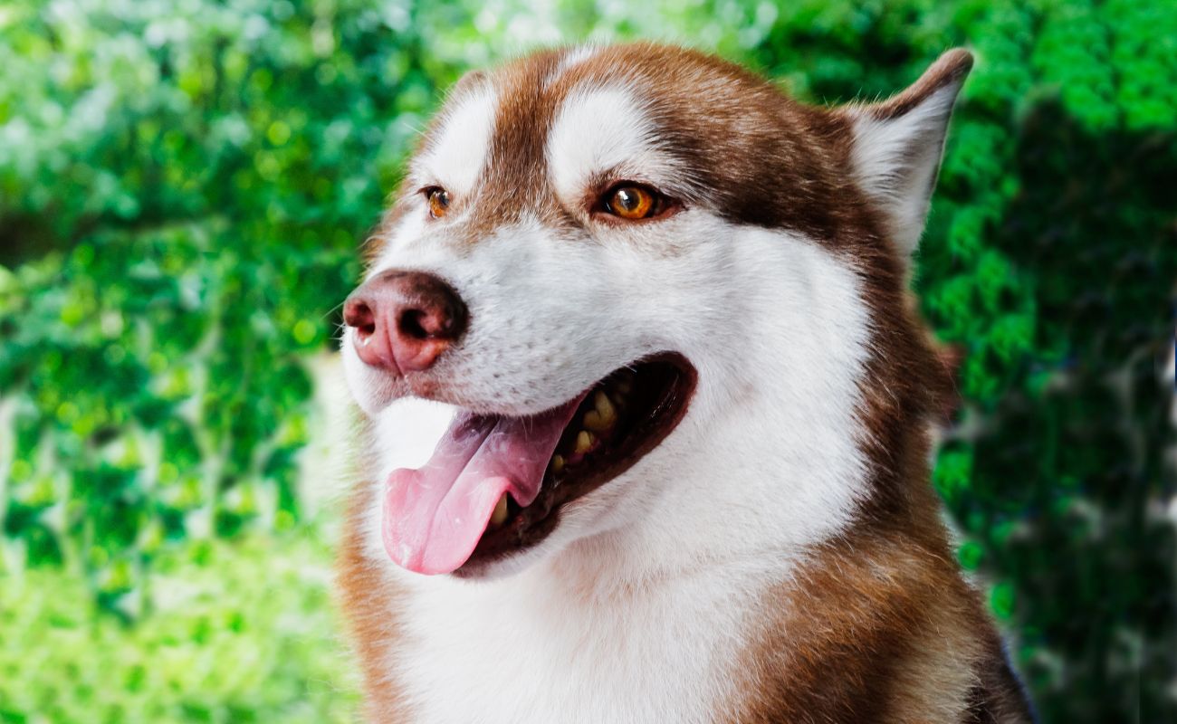 10 Essential Training Tips for Husky Owners: Mastering Your Energetic ...
