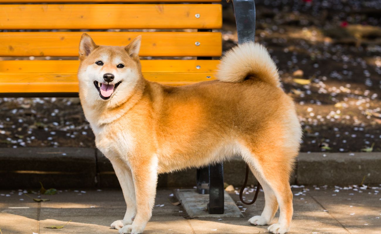 10 Effective Training Tips for Shiba Inu Owners - Smart Dog Learning