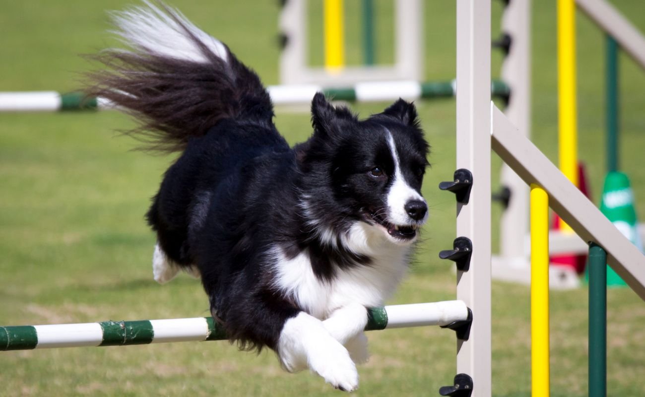 10 Essential Training Tips for Border Collie Owners - Smart Dog Learning