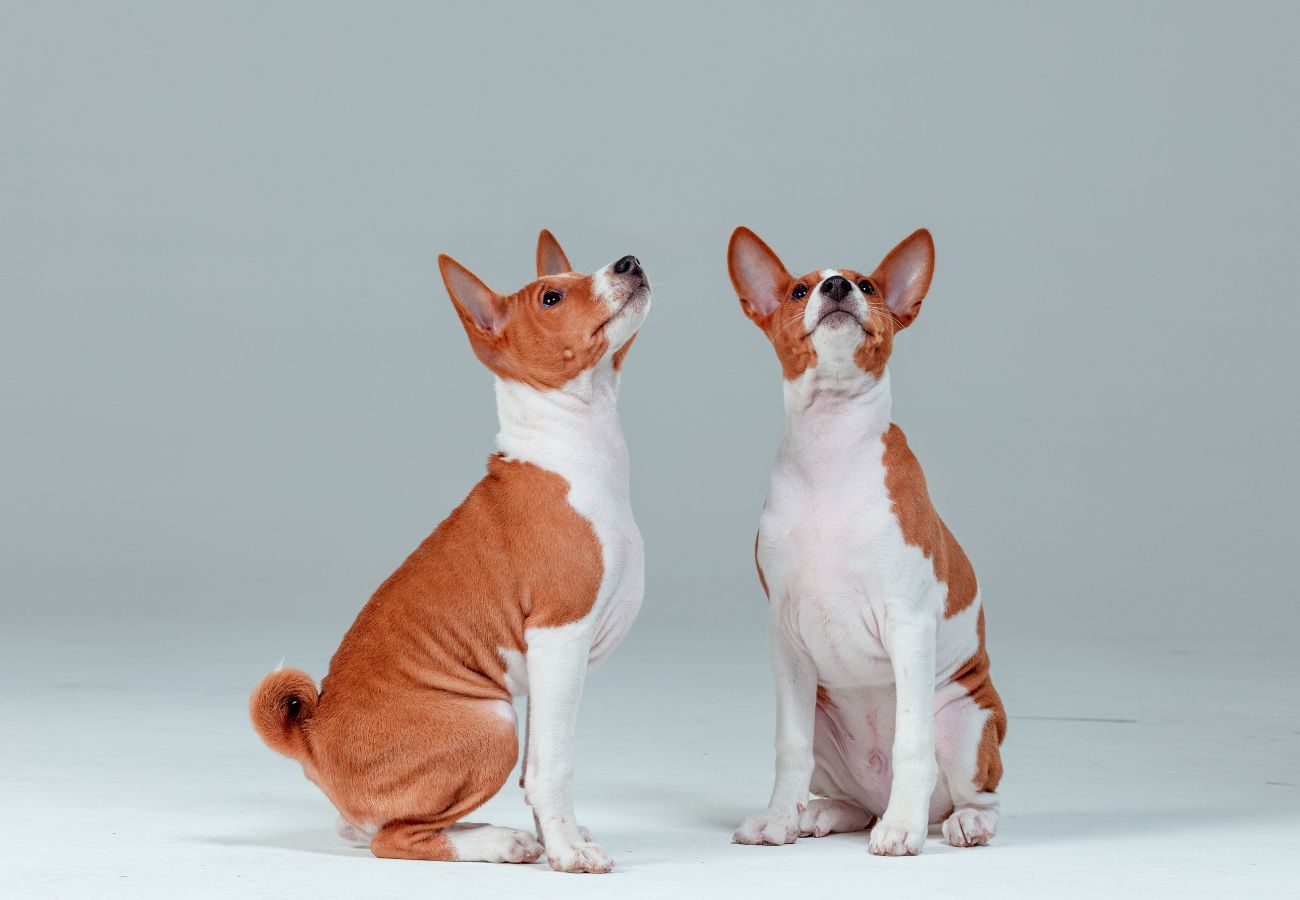 10 Basenji Training Tips for Dog Owners - Smart Dog Learning