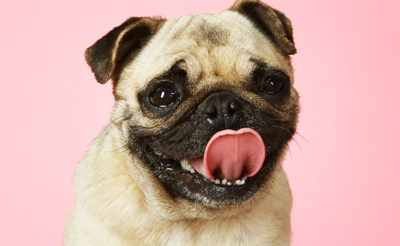 12 Training Tips for Pug Owners - Smart Dog Learning