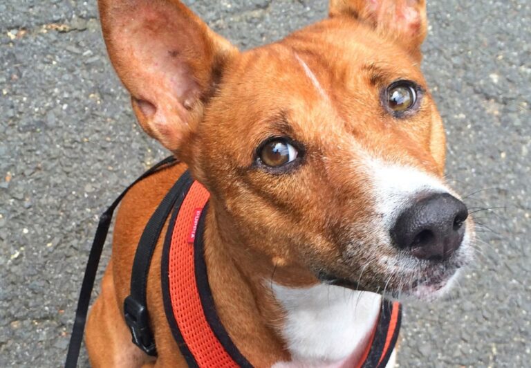 10 Basenji Training Tips for Dog Owners - Smart Dog Learning