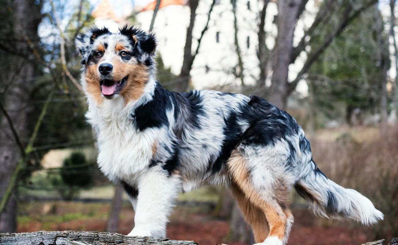 12 Essential Training Tips for Australian Shepherd Owners - Smart Dog ...