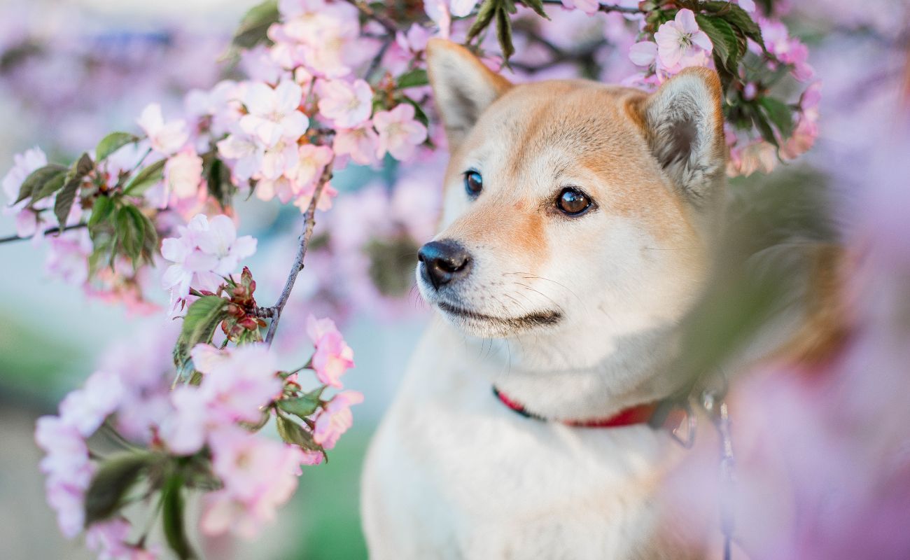 10 Effective Training Tips for Shiba Inu Owners - Smart Dog Learning