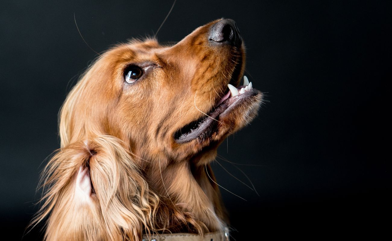 10 Cocker Spaniel Training Tips for Happy and Well-Behaved Companions ...