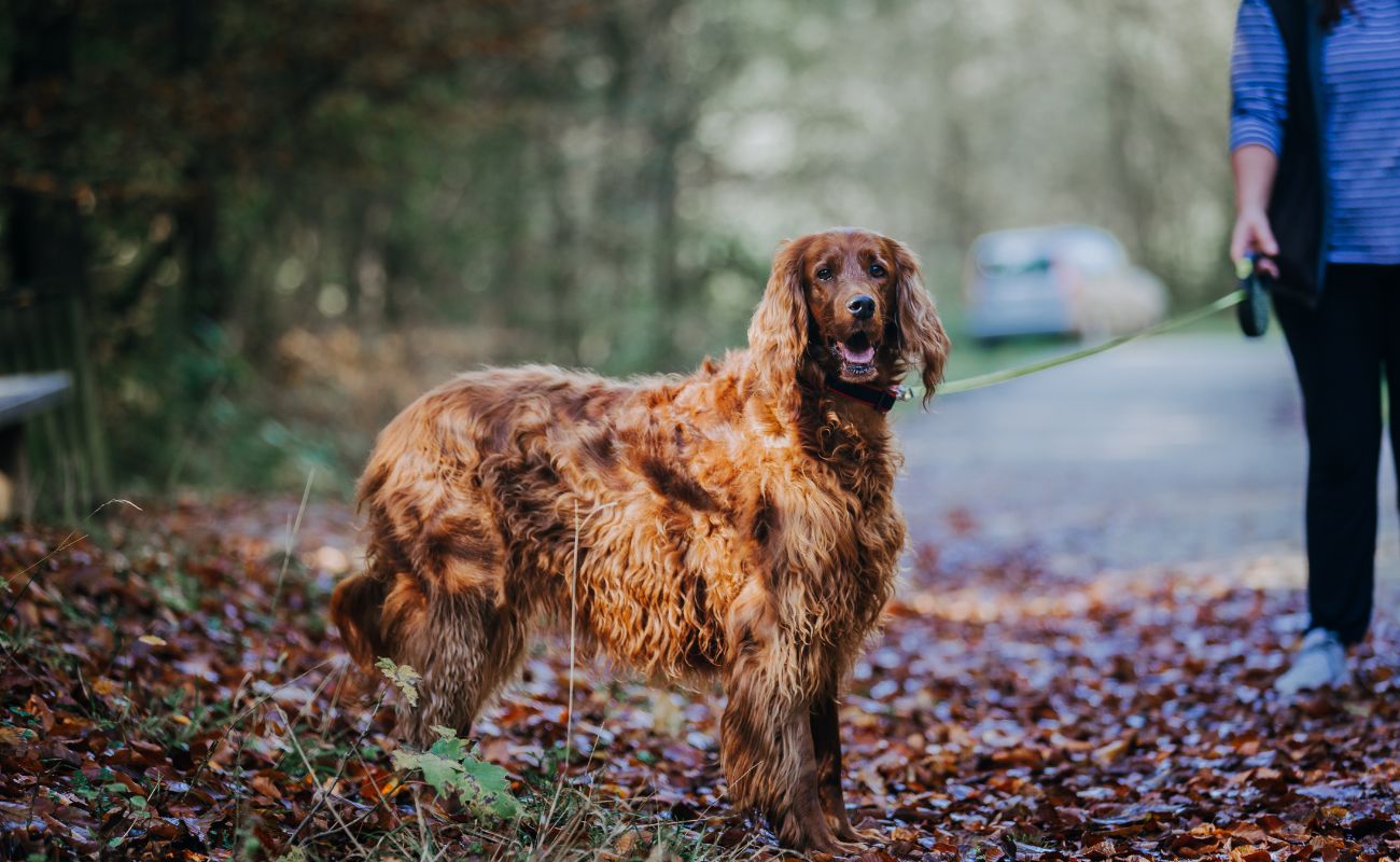 10 Irish Setter Training Tips For Dog Owners - Smart Dog Learning