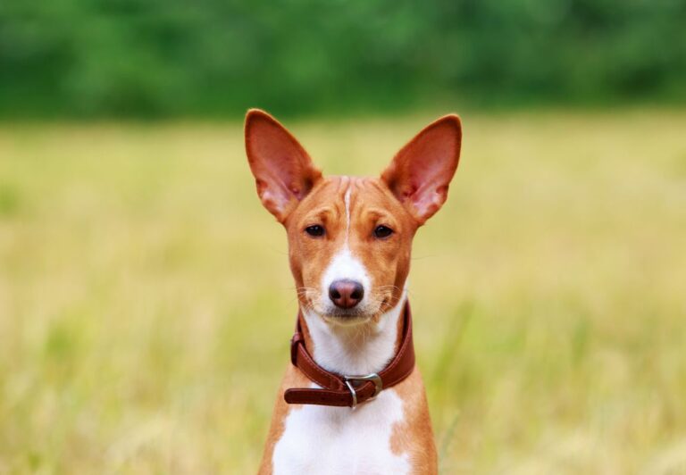 10 Basenji Training Tips for Dog Owners - Smart Dog Learning