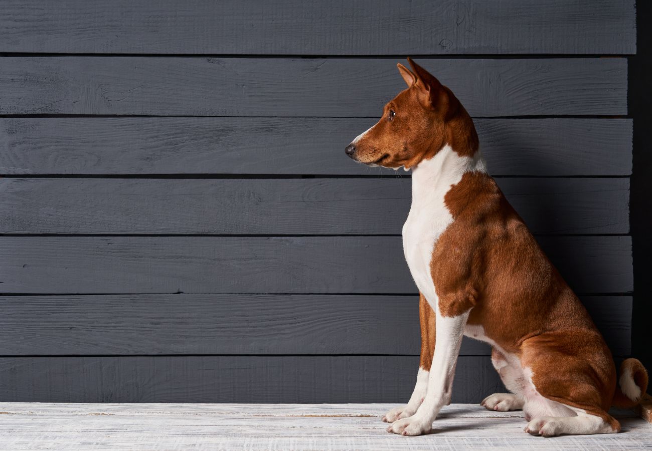 10 Basenji Training Tips for Dog Owners - Smart Dog Learning