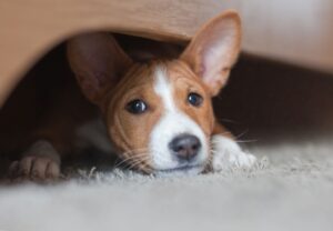 10 Basenji Training Tips for Dog Owners - Smart Dog Learning
