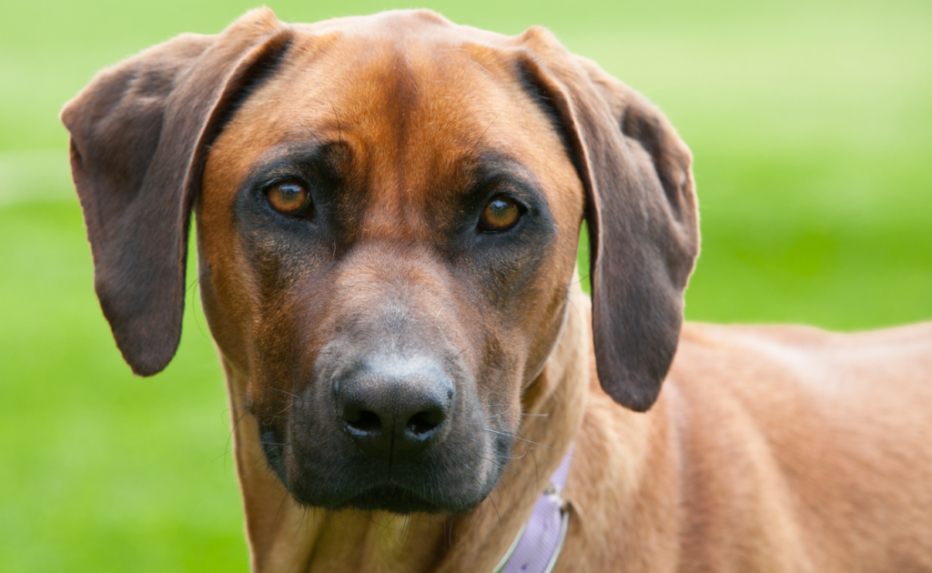 7 Things You Shouldn't Do With Rhodesian Ridgebacks: Expert Tips ...