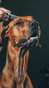 7 Things You Shouldn't Do With Rhodesian Ridgebacks: Expert Tips ...