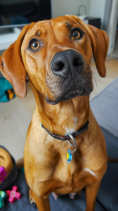 7 Things You Shouldn't Do With Rhodesian Ridgebacks: Expert Tips ...