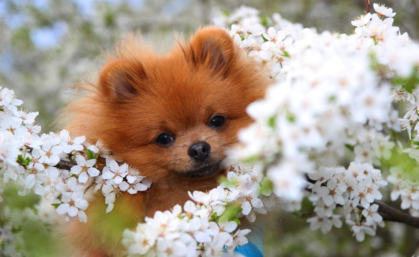 15 Best Dog Breeds For Small Houses - Smart Dog Learning