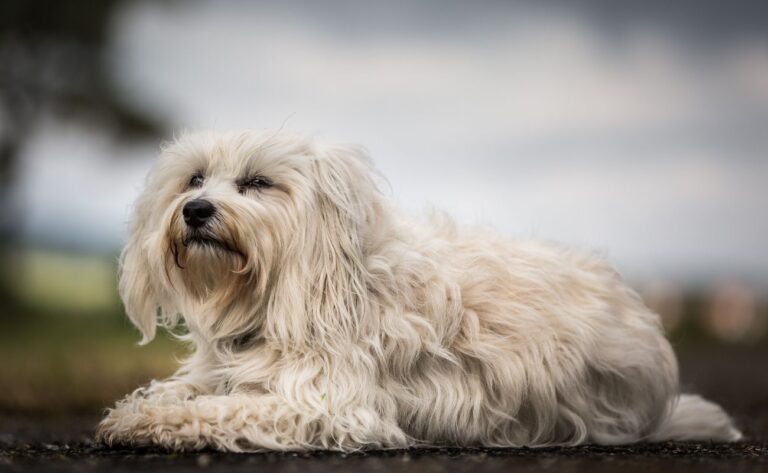 Do Dogs Have Periods? Here’s The Truth - Smart Dog Learning