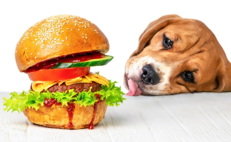 Can Dogs Eat Cheese? - Smart Dog Learning