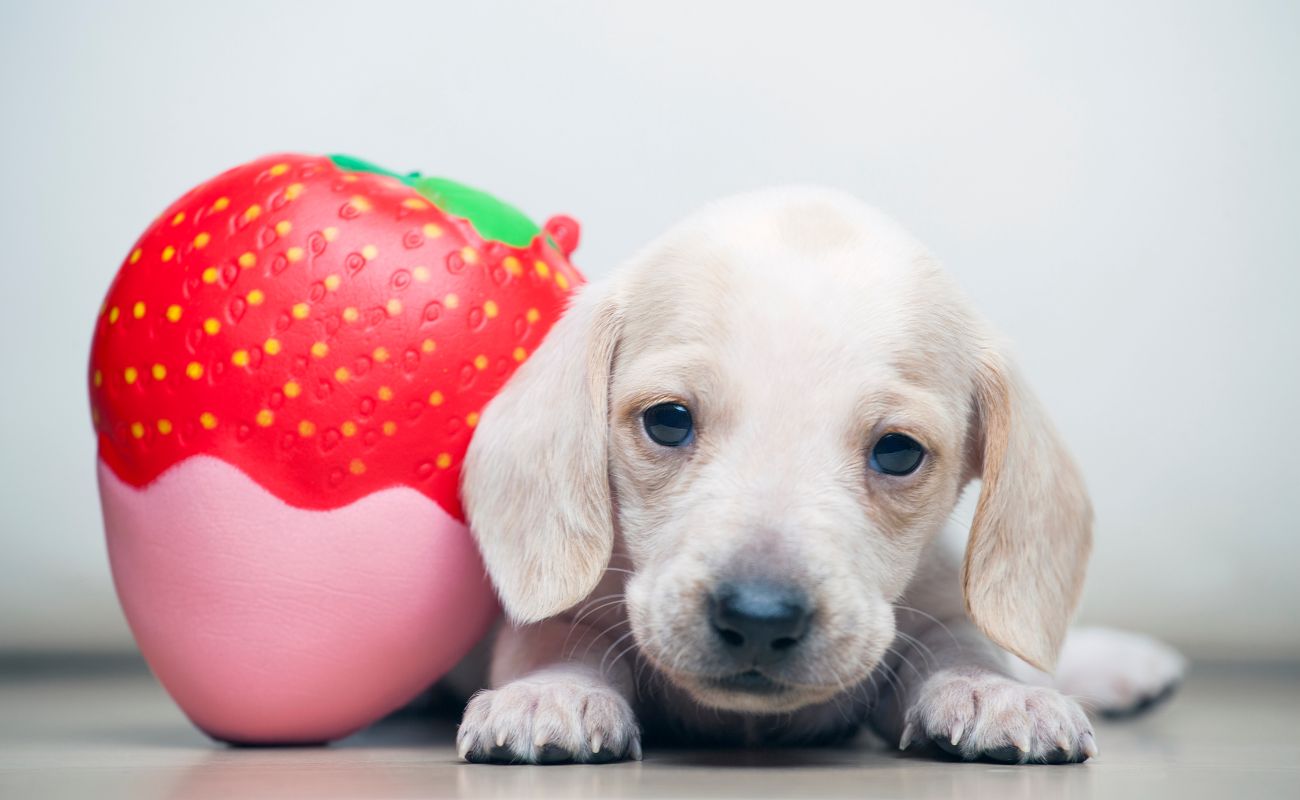 Can Dogs Eat Strawberries? - Smart Dog Learning