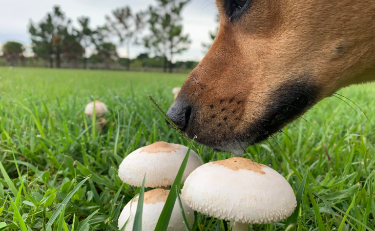 Vegetables Dogs Shouldn't Eat (Avoid These!) - Smart Dog Learning