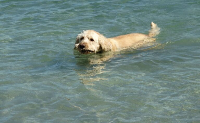 Why Your Dog Needs Hydrotherapy – Main Benefits - Smart Dog Learning