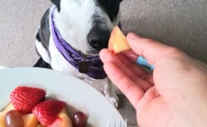 5 Fruits Perfect For Dogs (And 2 To AVOID!) - Smart Dog Learning