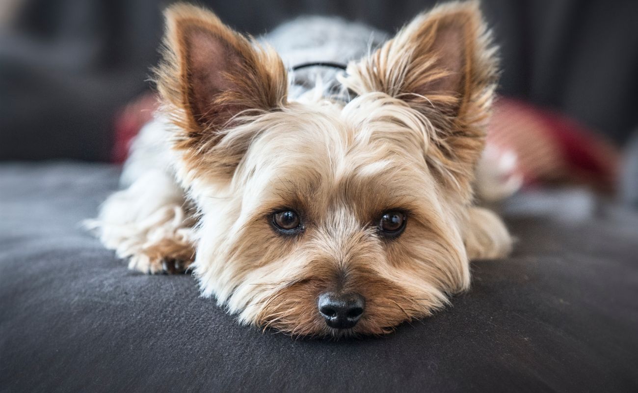 15 Best Dogs For Apartments (Smaller Spaces) - Smart Dog Learning