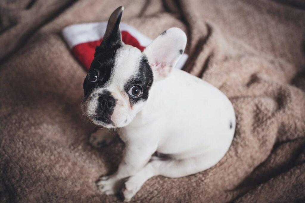 Why Your Frenchie Might Be Mad at You: 7 Common Mistakes - Smart Dog ...