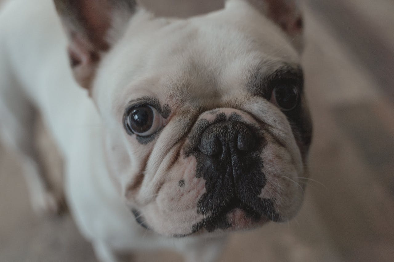Why Your Frenchie Might Be Mad at You: 7 Common Mistakes - Smart Dog ...