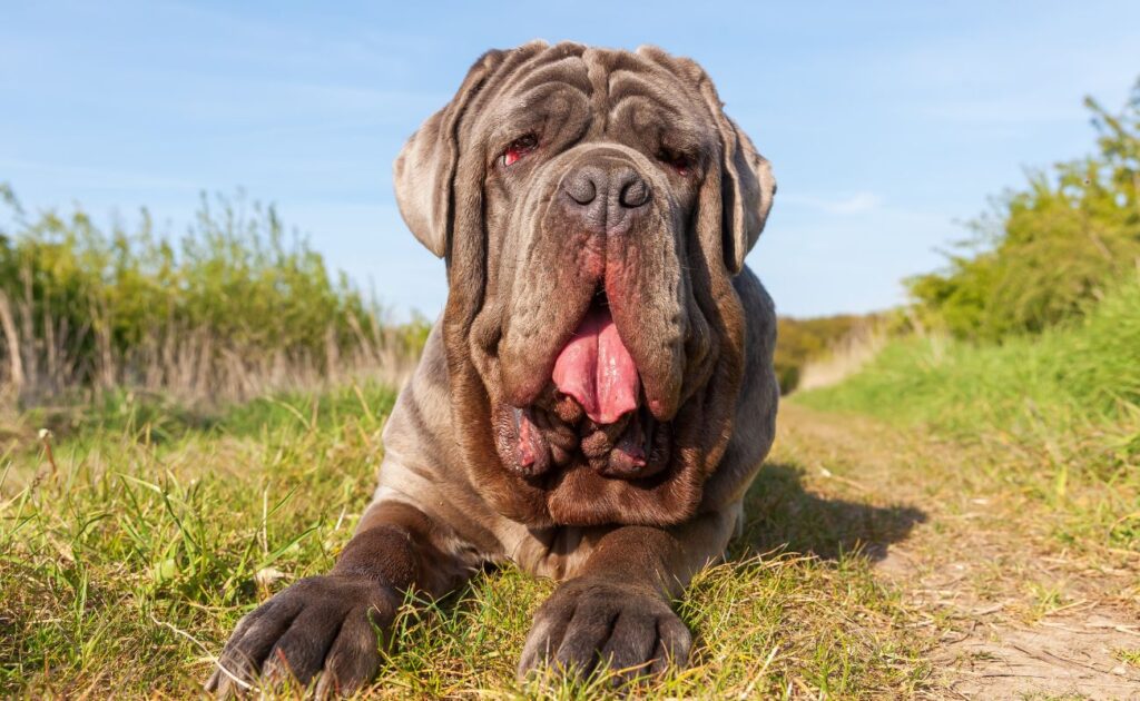 How to Train Your Mastiff: 6 Tips for Handling Your Massive, Drooling ...