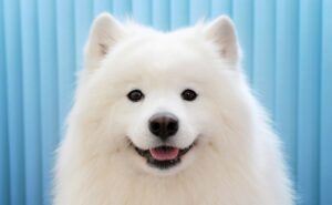 How to Train Your Samoyed: 6 Tips for Handling the Fluffy Ball of ...