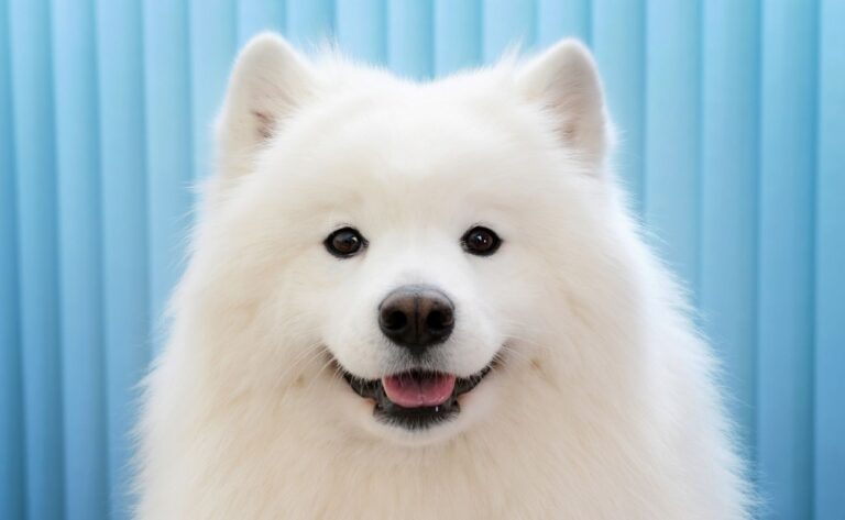 How to Train Your Samoyed: 6 Tips for Handling the Fluffy Ball of ...