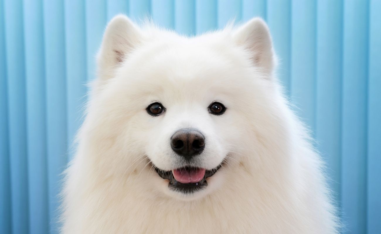 How to Train Your Samoyed: 6 Tips for Handling the Fluffy Ball of ...