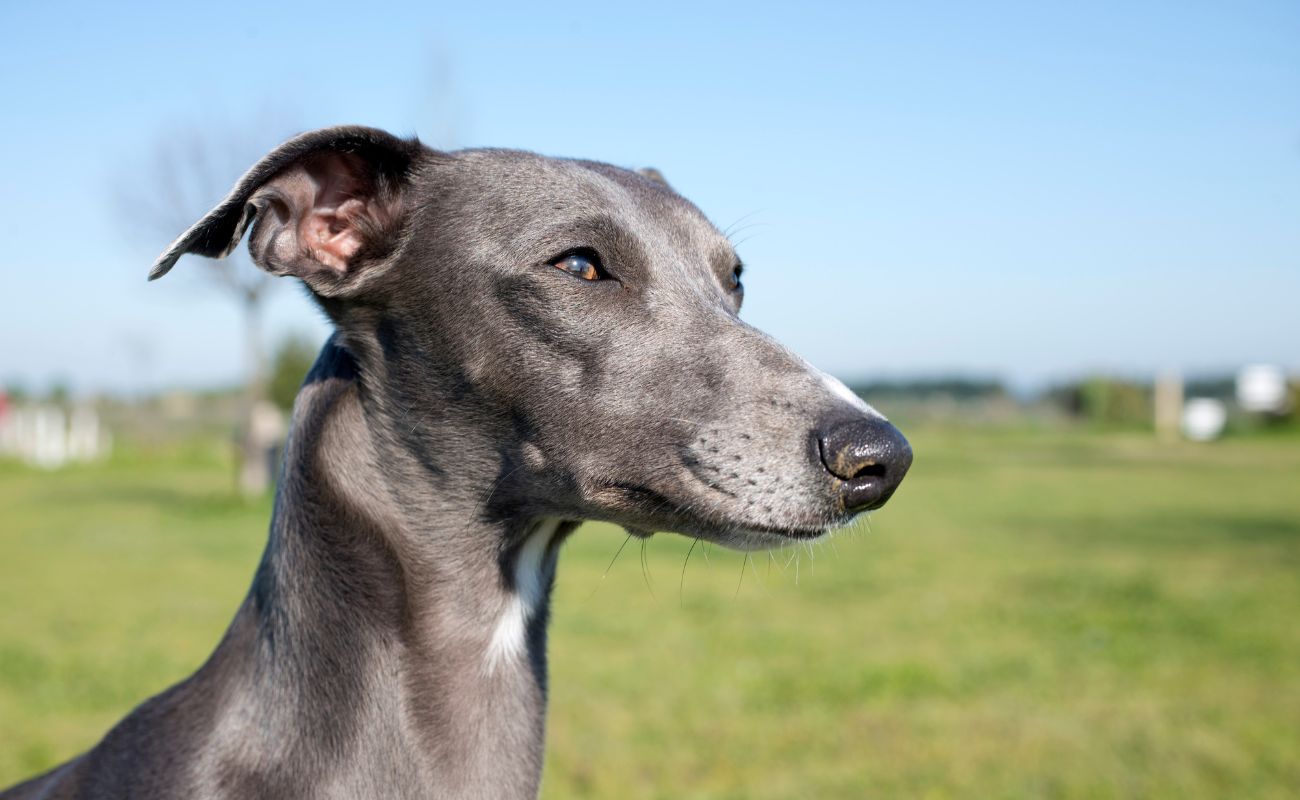 How to Train Your Whippet: 6 Tips for Taming the Speedy Sweetheart ...