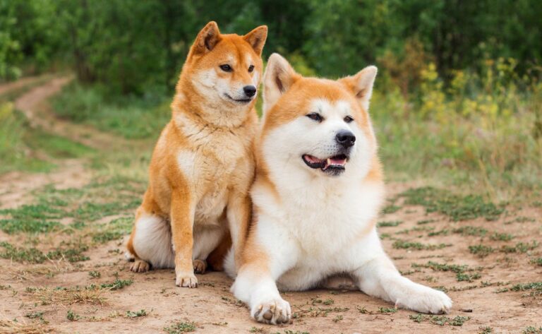 How to Train Your Akita: 6 Tips for Handling the Samurai of the Dog ...