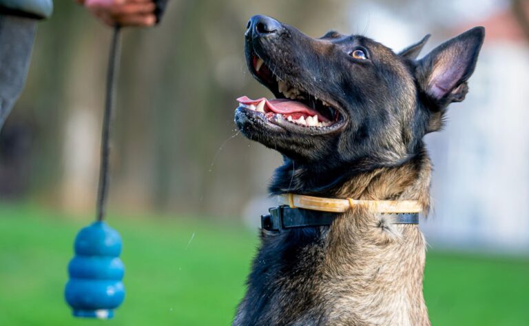 How To Train Your Belgian Malinois: 6 Tips For Taming This Dog - Smart ...