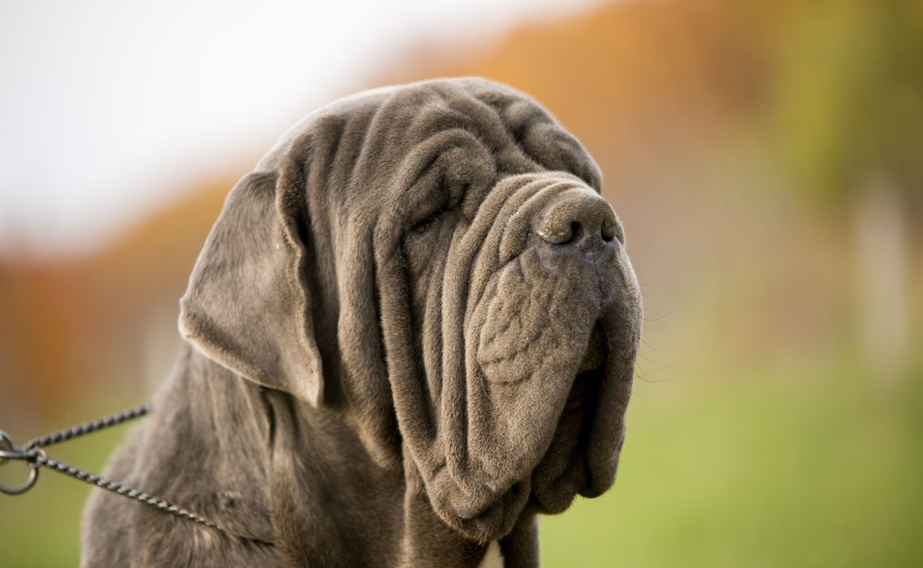 How to Train Your Mastiff: 6 Tips for Handling Your Massive, Drooling ...