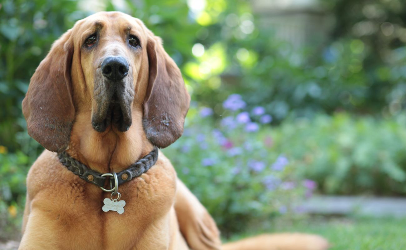 How to Train Your Bloodhound: 6 Tips for Handling the Nose That Knows ...