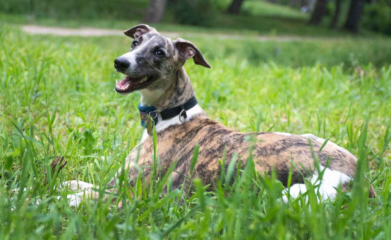 How to Train Your Whippet: 6 Tips for Taming the Speedy Sweetheart ...