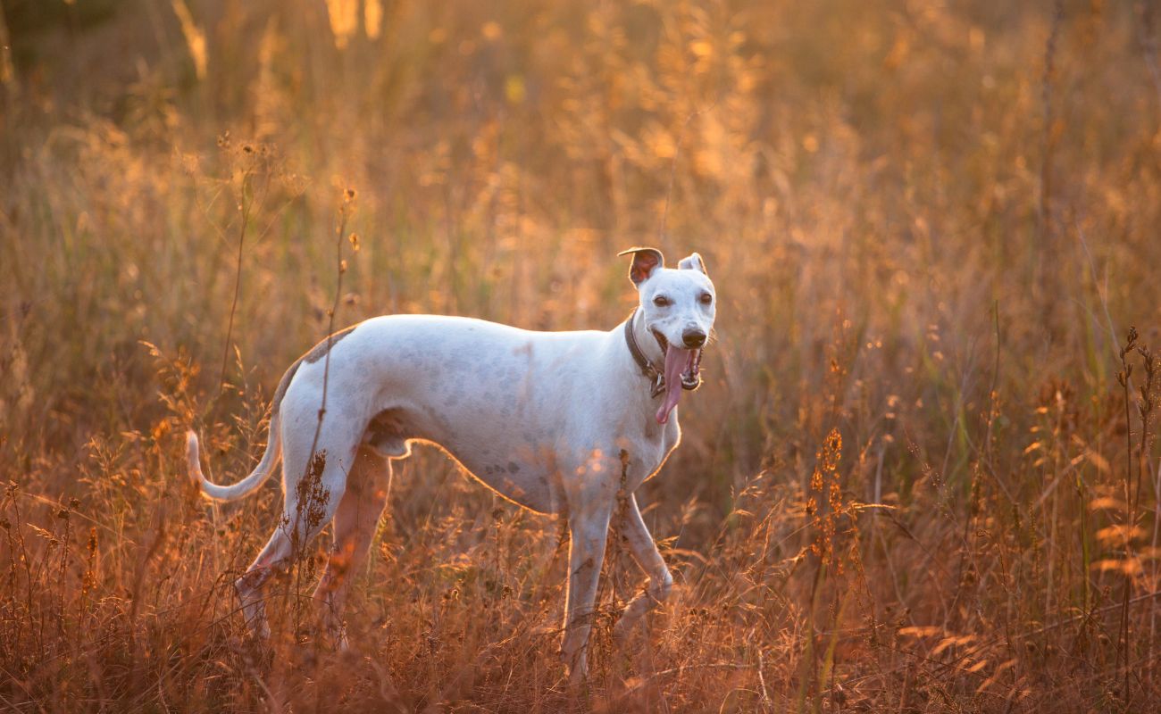 How to Train Your Whippet: 6 Tips for Taming the Speedy Sweetheart ...