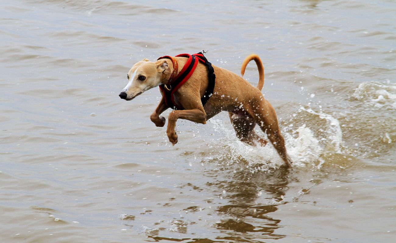 How to Train Your Whippet: 6 Tips for Taming the Speedy Sweetheart ...