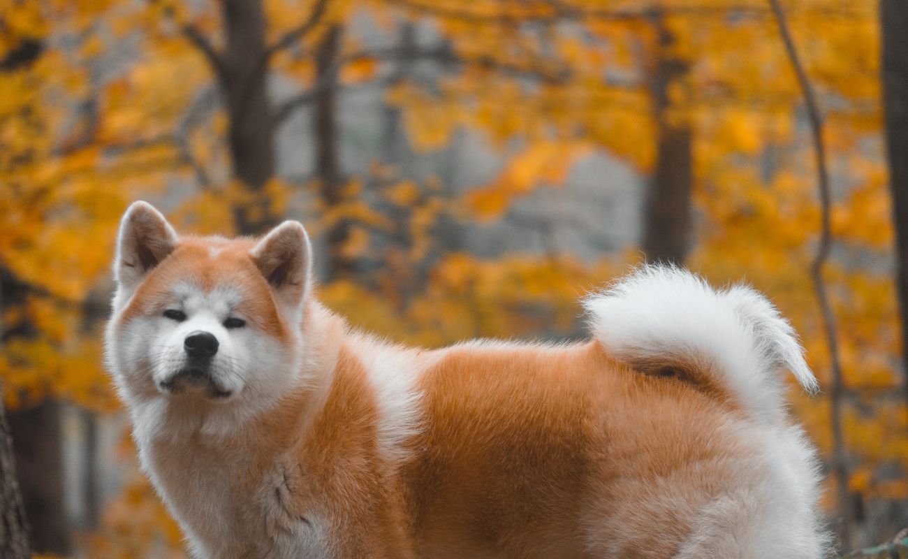 How to Train Your Akita: 6 Tips for Handling the Samurai of the Dog ...