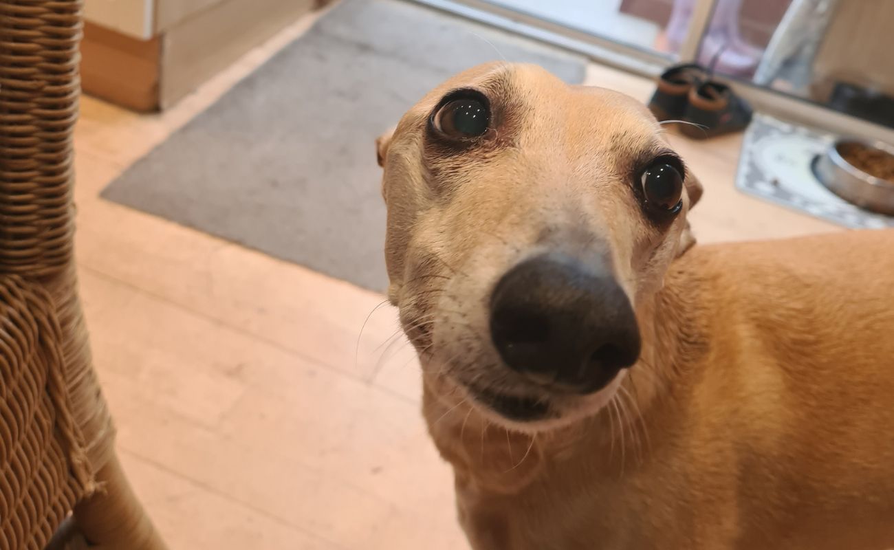 How to Train Your Whippet: 6 Tips for Taming the Speedy Sweetheart ...